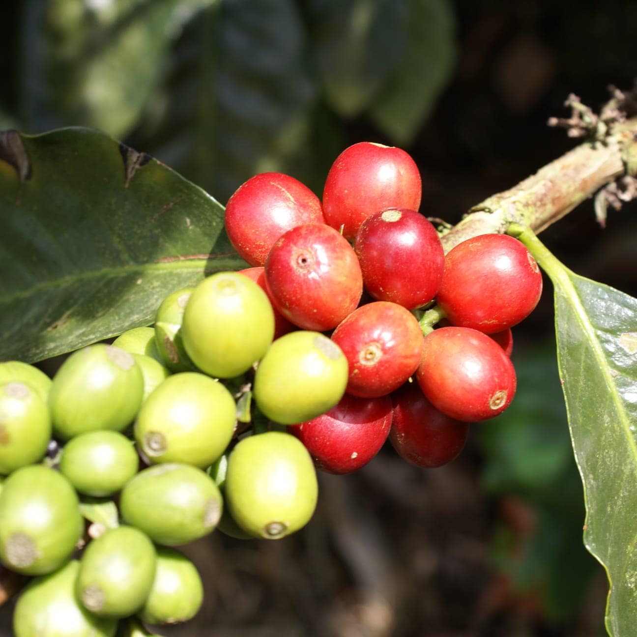 Hannah's Choice - Origin Bridge